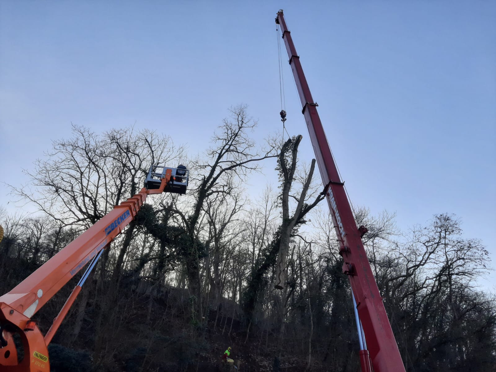Baumpflege Seeheim - Ihr Experte wenn es um Bäume geht